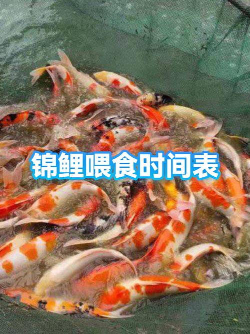 刚买回来的鱼多久喂食图标