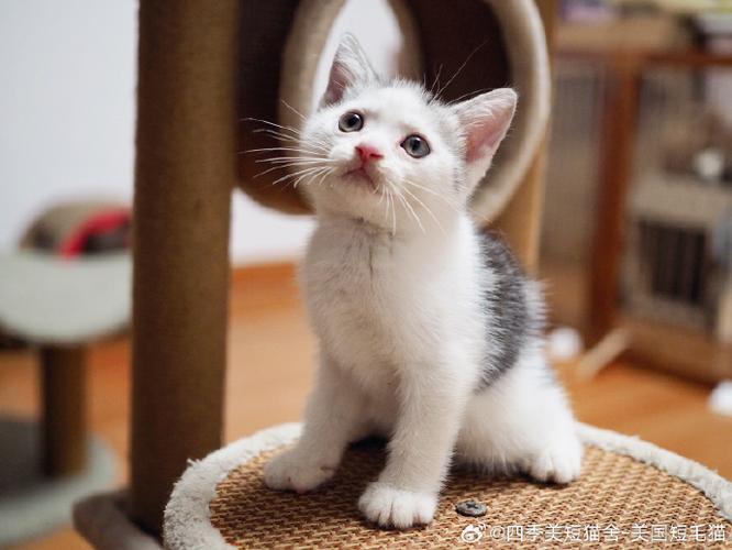 猫咪依赖主人的表现图标