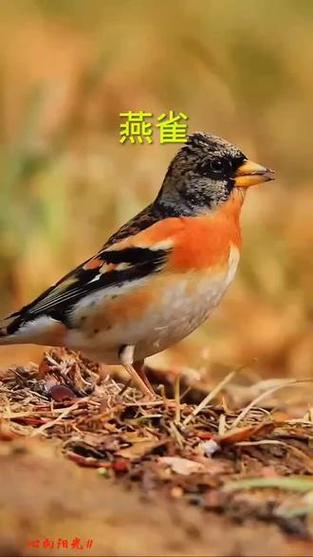 子燕什么意思图标