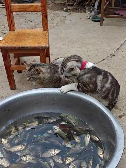 淼淼(父女)爱吃鱼的猫截图