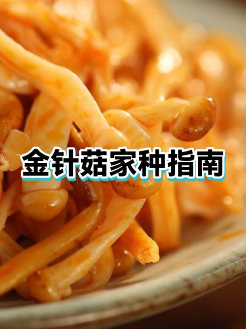 金针菇种植方法和步骤图标