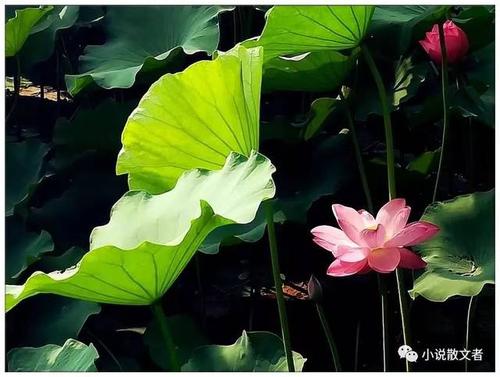 落雨星花H文截图