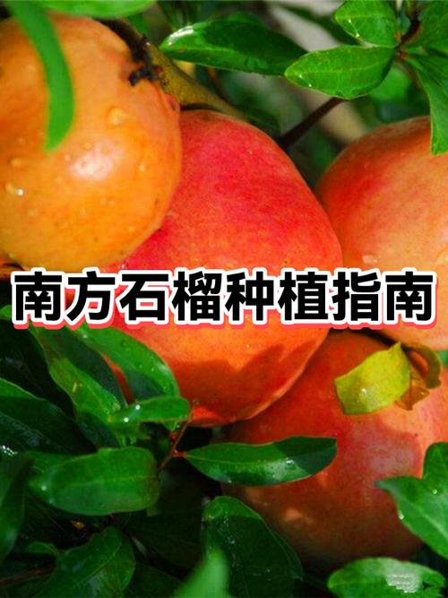种石榴赚钱吗