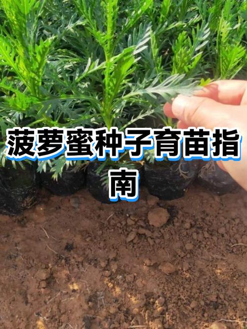 菠萝蜜怎么种才能发芽图标