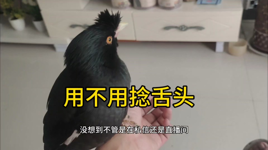 八哥为什么要捻舌头图标