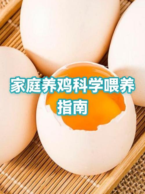 网上养鸡靠谱吗图标