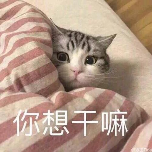 你想干嘛表情包图标
