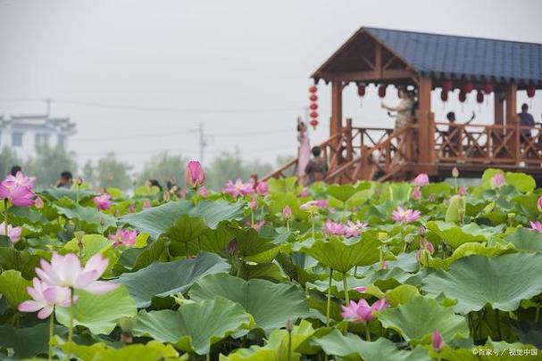 荷花小镇赚钱图标