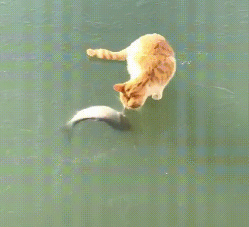 鱼在屏幕上游来游去逗猫图标