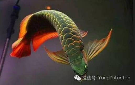 龙鱼能活几年图标