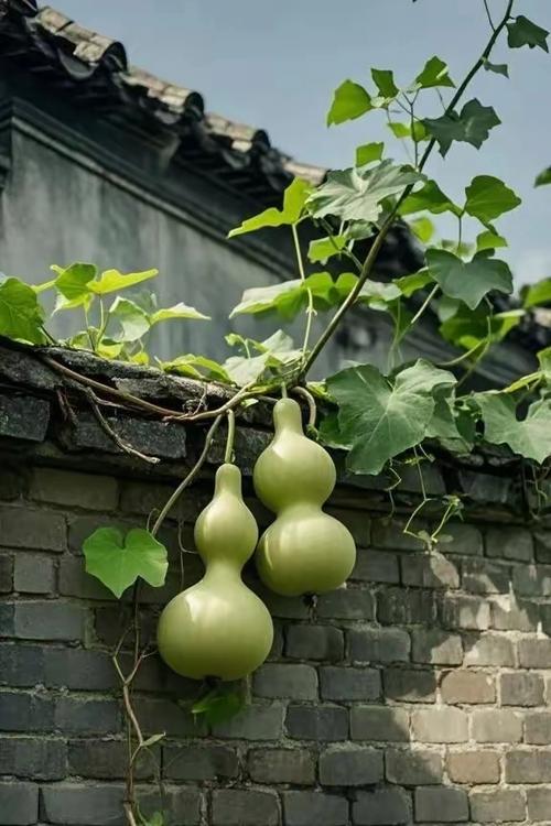 大葫芦图标