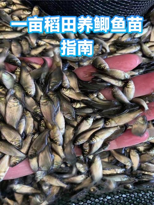 专养鲫鱼一亩放多少苗截图
