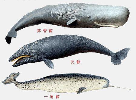 鲸属于哪一类图标