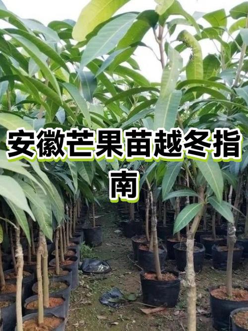 盆栽芒果冬天落叶吗图标