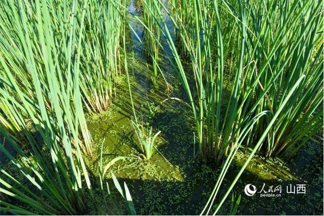 池塘净化水生植物图标