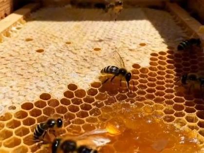 人工分蜂提老王走还提王台好?截图