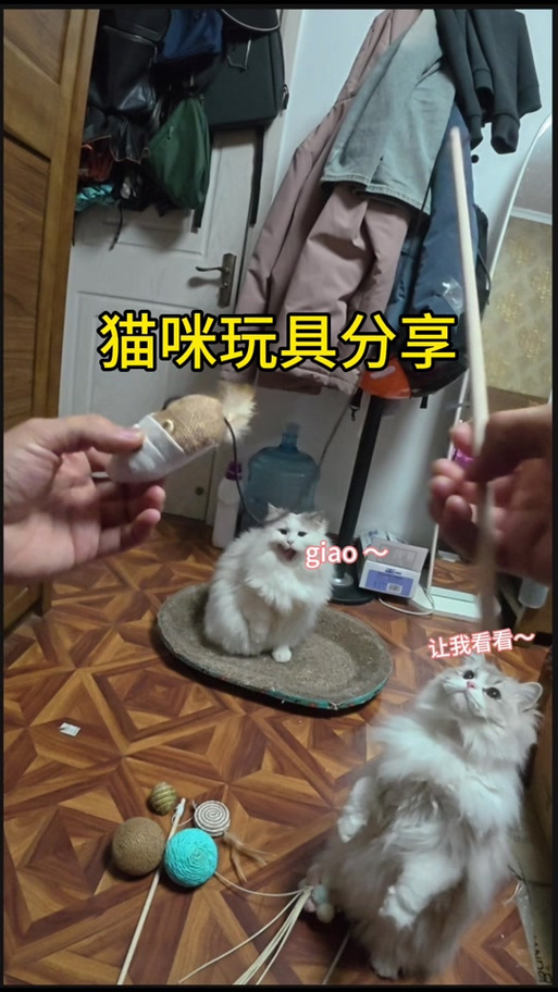 皮皮喵是干嘛的图标