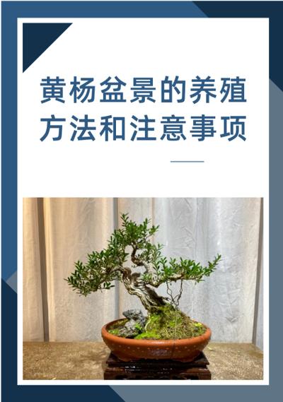 黄杨木能沉水吗图标