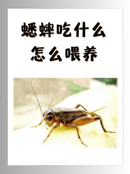 男人吃蟋蟀的好处图标