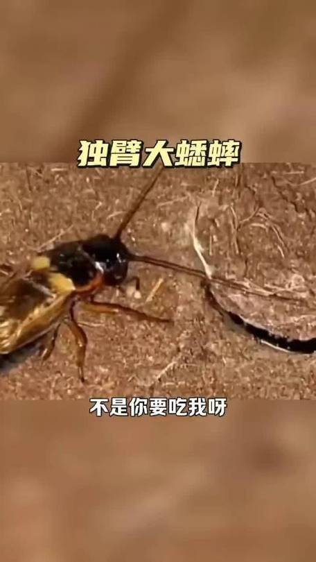 蟋蟀vs蜘蛛图标