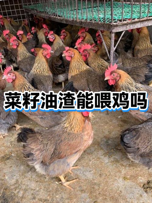 油菜籽可以直接喂鸡吗图标