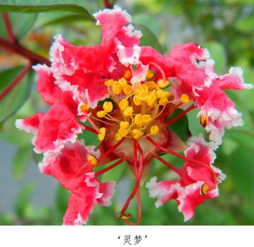 灵梦花百度百科截图