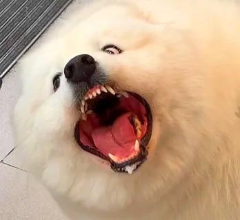 狗生气表情包呲牙图标