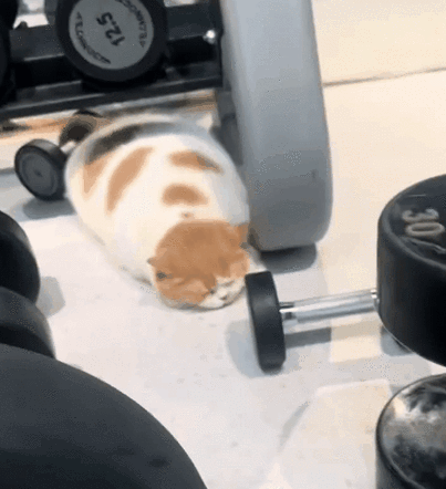 健身猫红包版下载图标