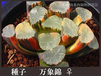 小米比价图标