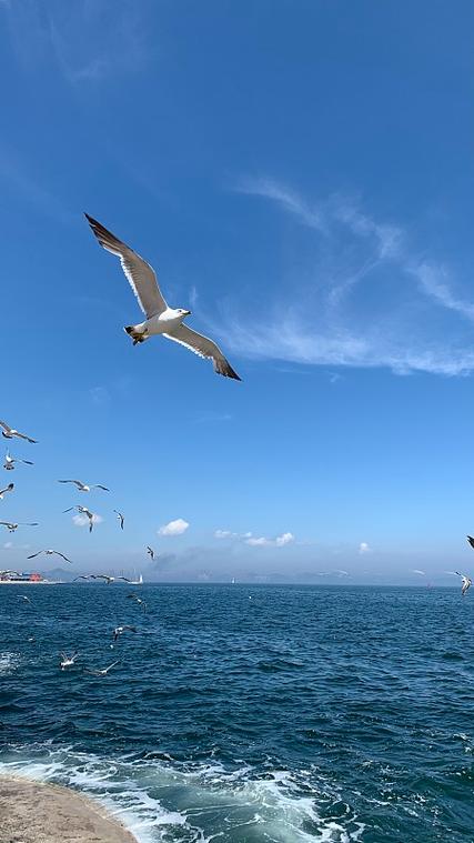 海鸥飞翔图片图标