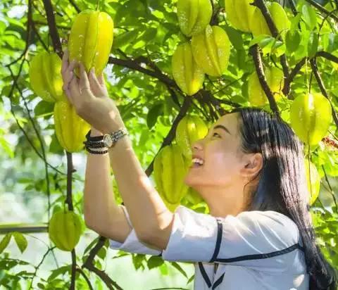 杨桃的种植方法和技巧截图