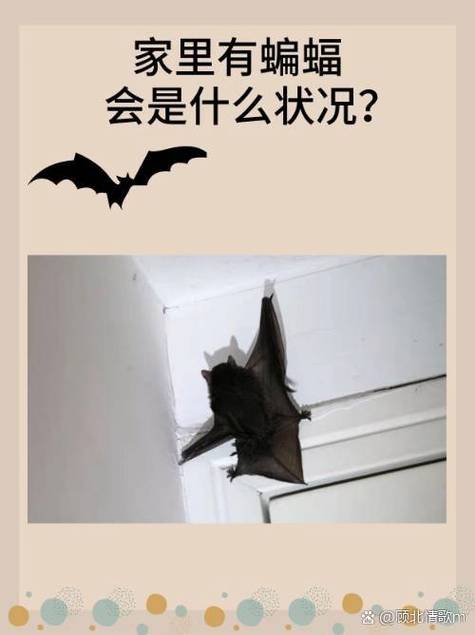 飞机蝙蝠是什么暗语