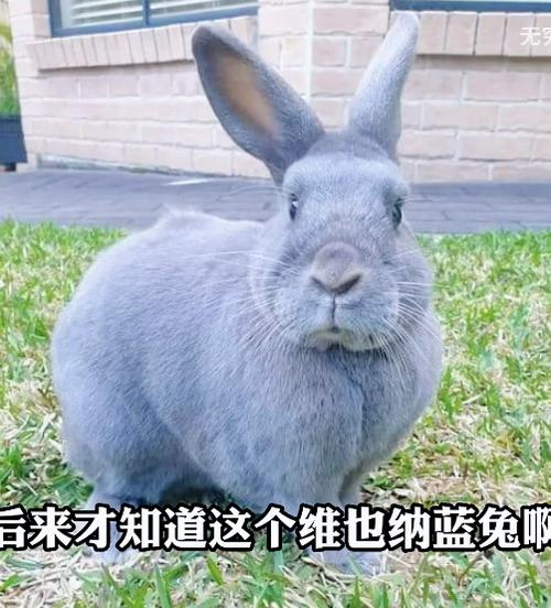 蓝色眼睛的兔子图标