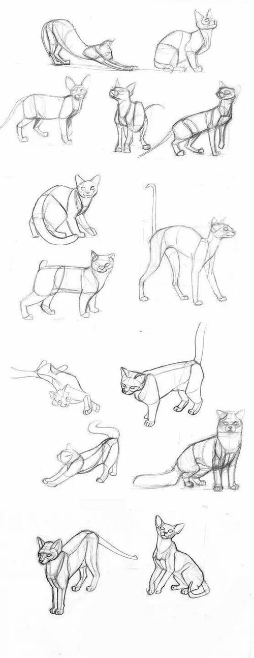 猫的形态结构图标