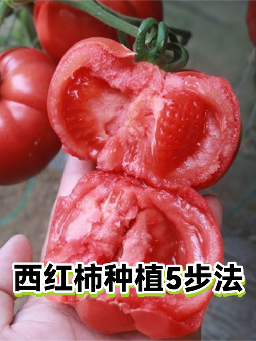 番茄如何种植与管理截图