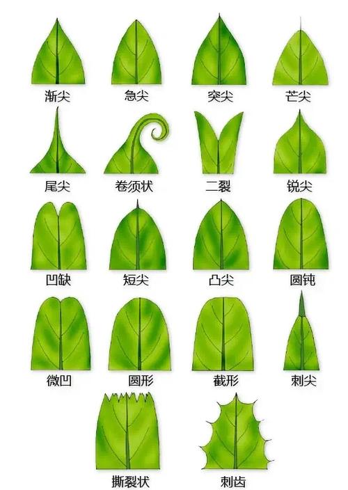 树叶有几种形状缩略图