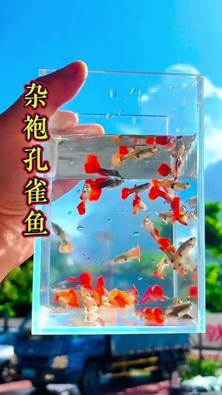 孔雀鱼打转转是怎么了截图
