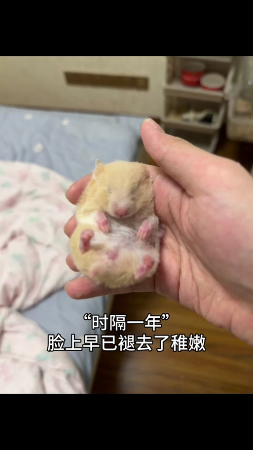 仓鼠一年相当于多少岁图标