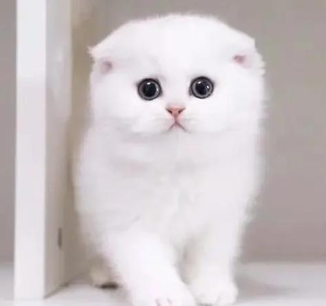 小弯耳猫和折耳的区别