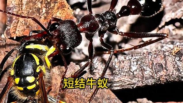 世界上最大的蚂蚁视频图标