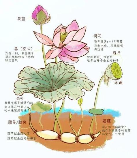 荷花下面一定有藕吗图标
