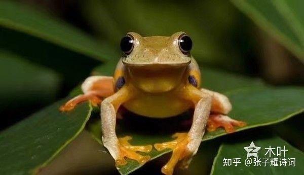 借蛙怎么样靠谱吗图标