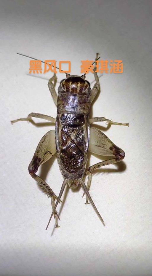 蛐蛐也疯狂神品排名图标