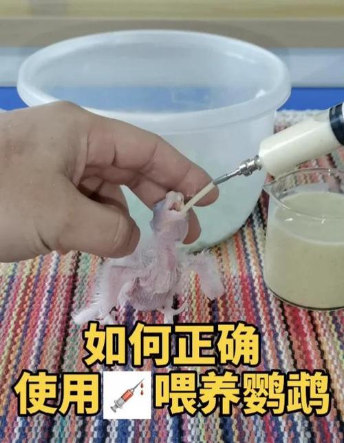 鹦鹉雏鸟插管喂养视频教程截图