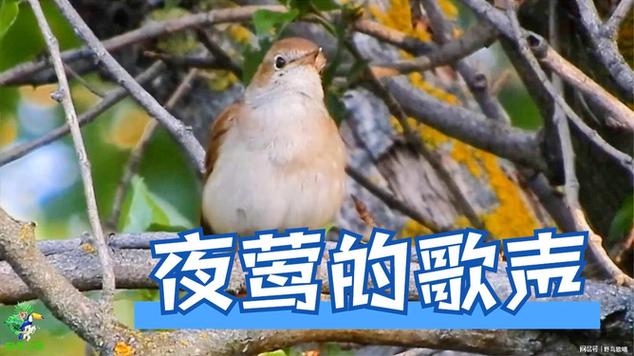 夜莺比喻什么样的人图标