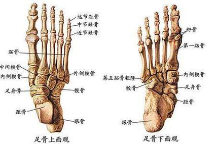 脚趾骨图片图标