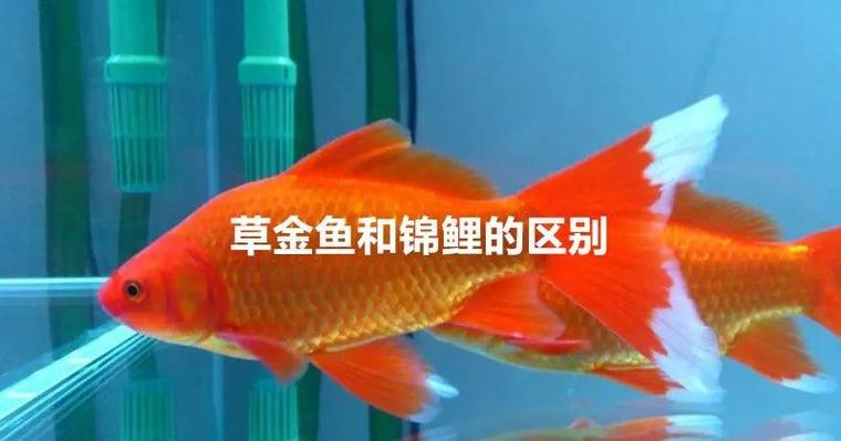 锦鲤和锦鲫哪个好养图标