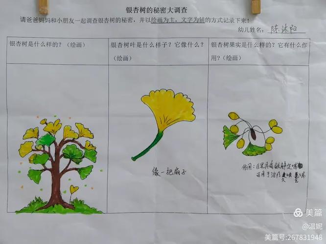 银杏是软形叶吗图标
