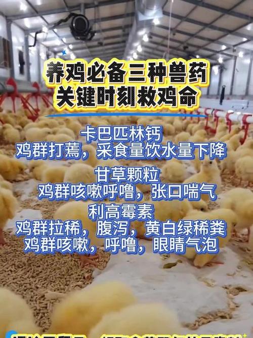鸡生病了吃什么药最好截图