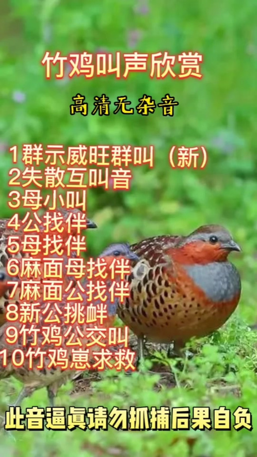 小鸡仔叫声mp3图标